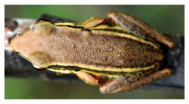 Encounter: Golden Frog [The Green Ogre]