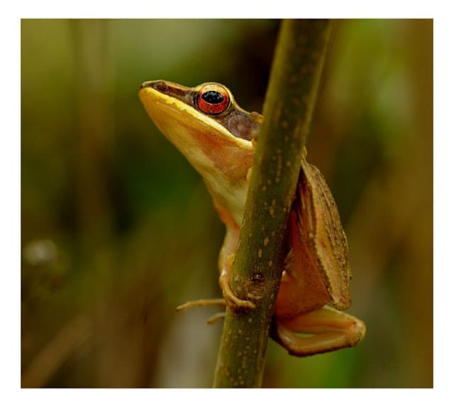 Encounter: Golden Frog [The Green Ogre]