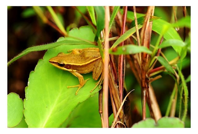 Encounter: Golden Frog [The Green Ogre]
