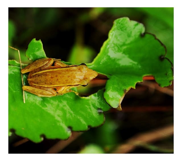 Encounter: Golden Frog [The Green Ogre]