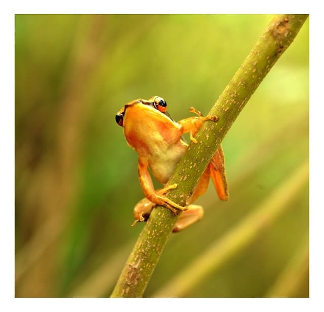 Encounter: Golden Frog [The Green Ogre]