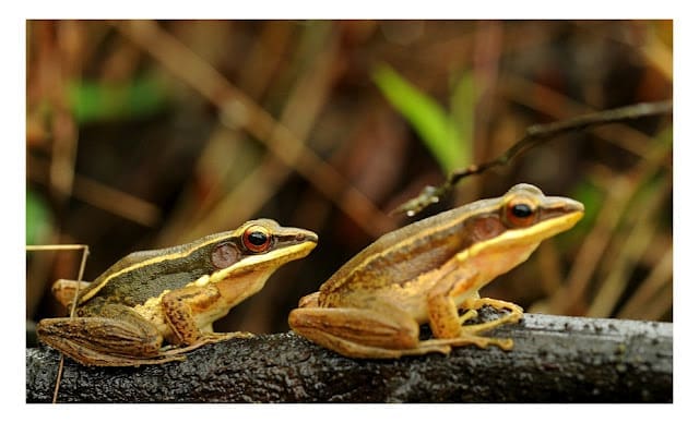 Encounter: Golden Frog [The Green Ogre]