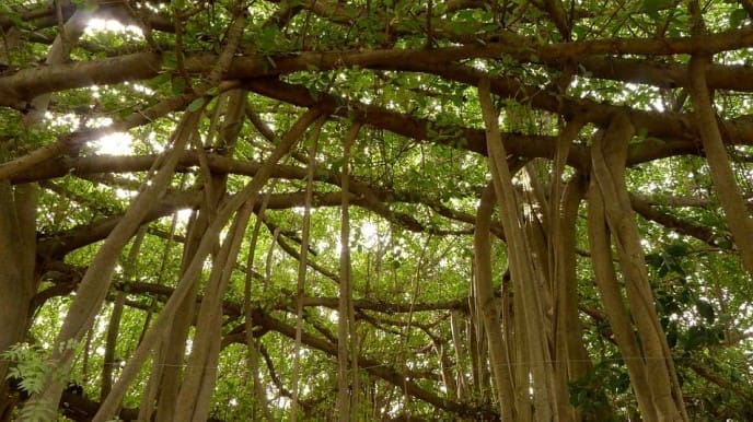 Manjhi Akshayavat, an immortal Banyan tree - The Green Ogre