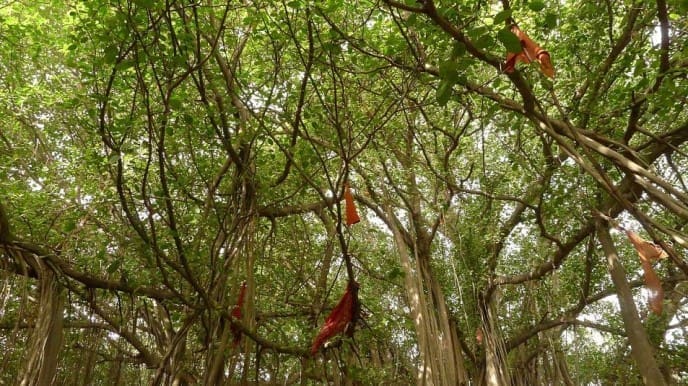 Manjhi Akshayavat, an immortal Banyan tree - The Green Ogre