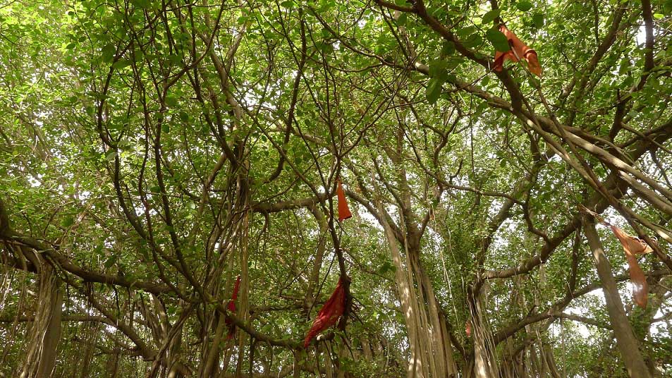 Manjhi Akshayavat, an immortal Banyan tree - The Green Ogre