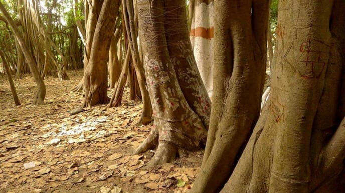 Manjhi Akshayavat, an immortal Banyan tree - The Green Ogre