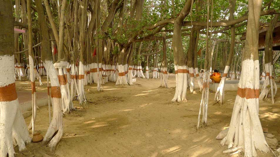 Manjhi Akshayavat, an immortal Banyan tree - The Green Ogre