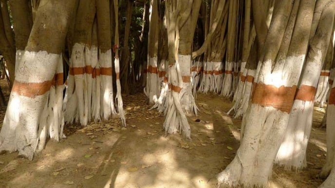 Manjhi Akshayavat, an immortal Banyan tree - The Green Ogre