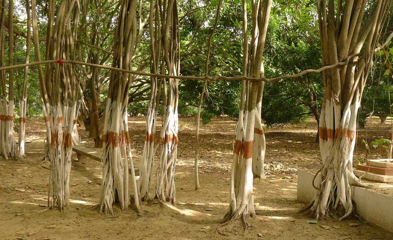 Manjhi Akshayavat, an immortal Banyan tree - The Green Ogre