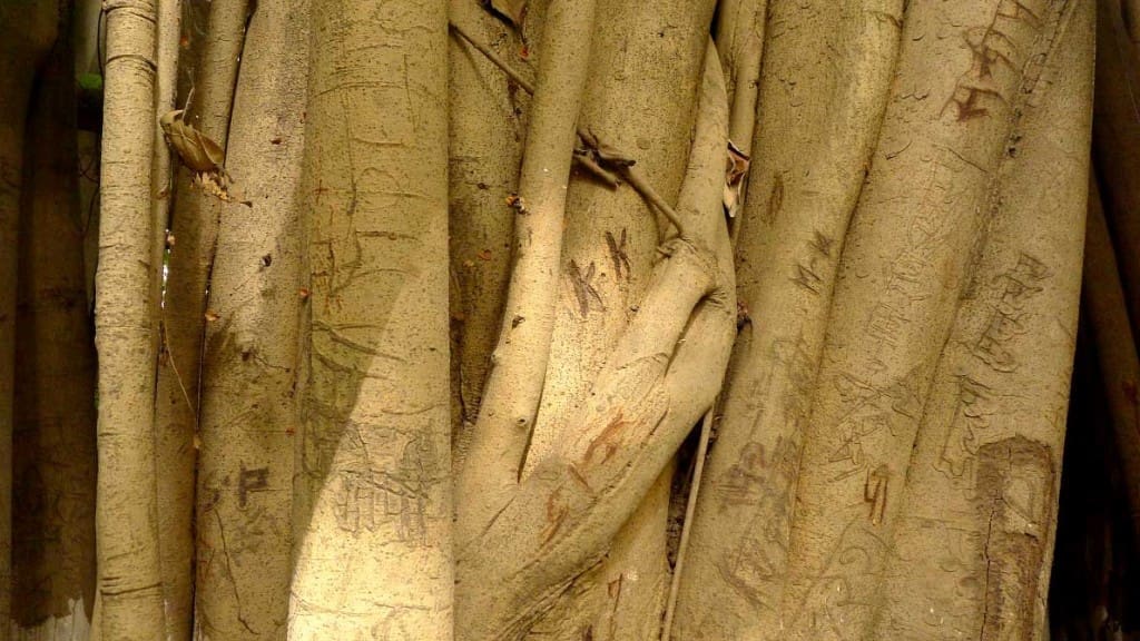 Manjhi Akshayavat, an immortal Banyan tree - The Green Ogre