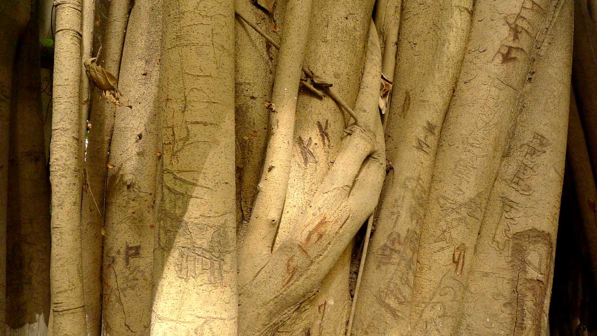 Manjhi Akshayavat, an immortal Banyan tree - The Green Ogre