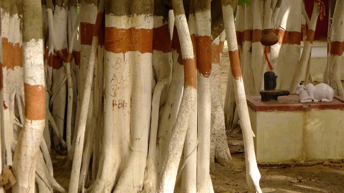 Manjhi Akshayavat, an immortal Banyan tree - The Green Ogre