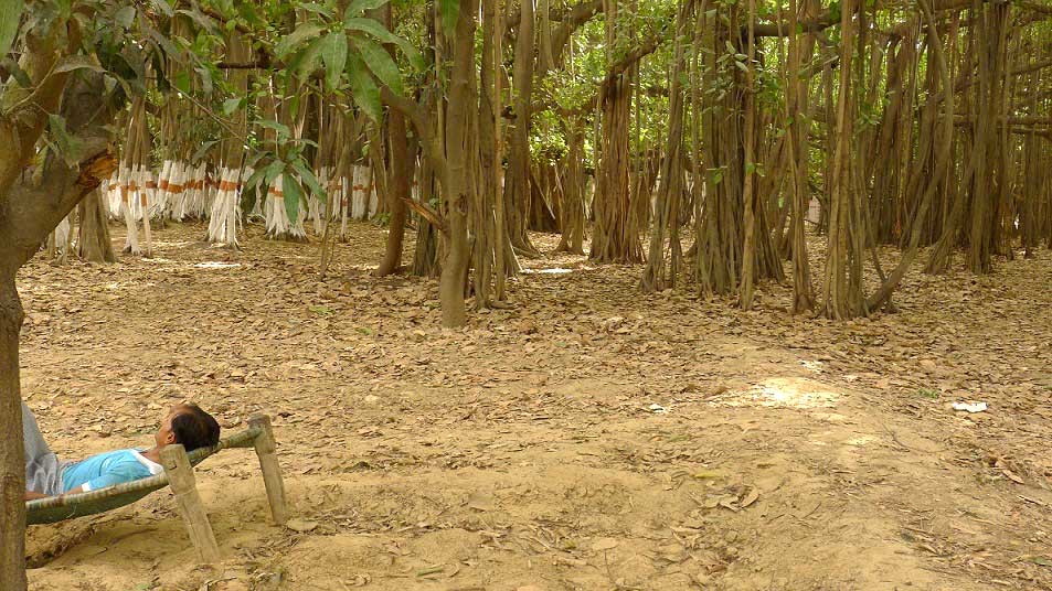 Manjhi Akshayavat, an immortal Banyan tree - The Green Ogre