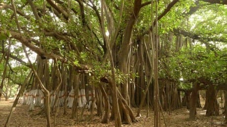 Manjhi Akshayavat, an immortal Banyan tree - The Green Ogre