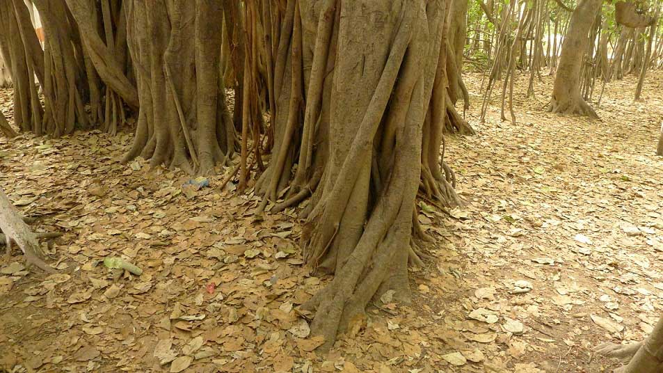 Manjhi Akshayavat, an immortal Banyan tree - The Green Ogre