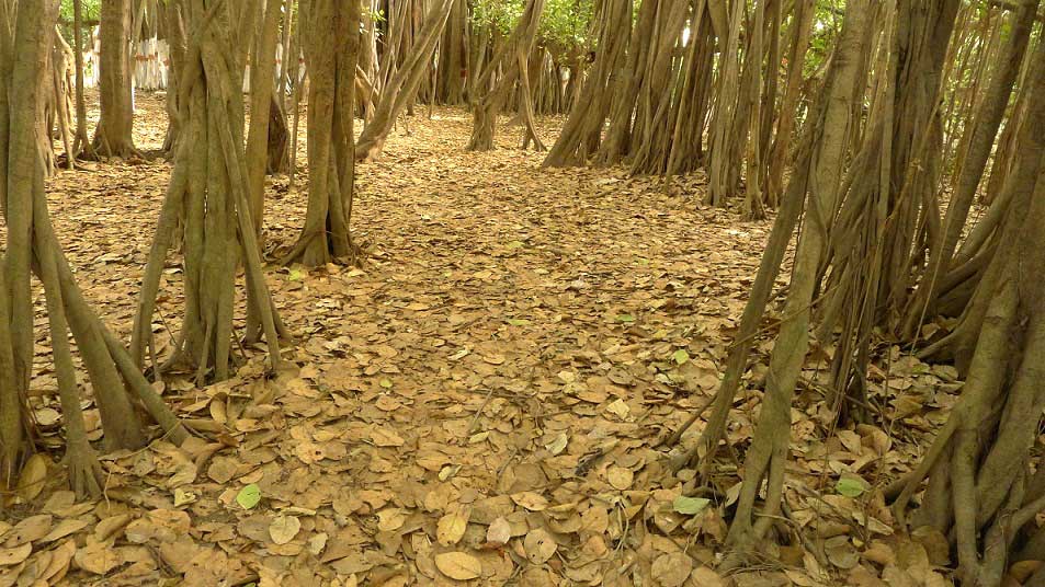 Manjhi Akshayavat, an immortal Banyan tree - The Green Ogre