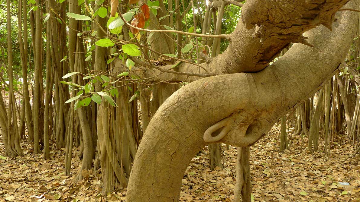 Manjhi Akshayavat, an immortal Banyan tree - The Green Ogre