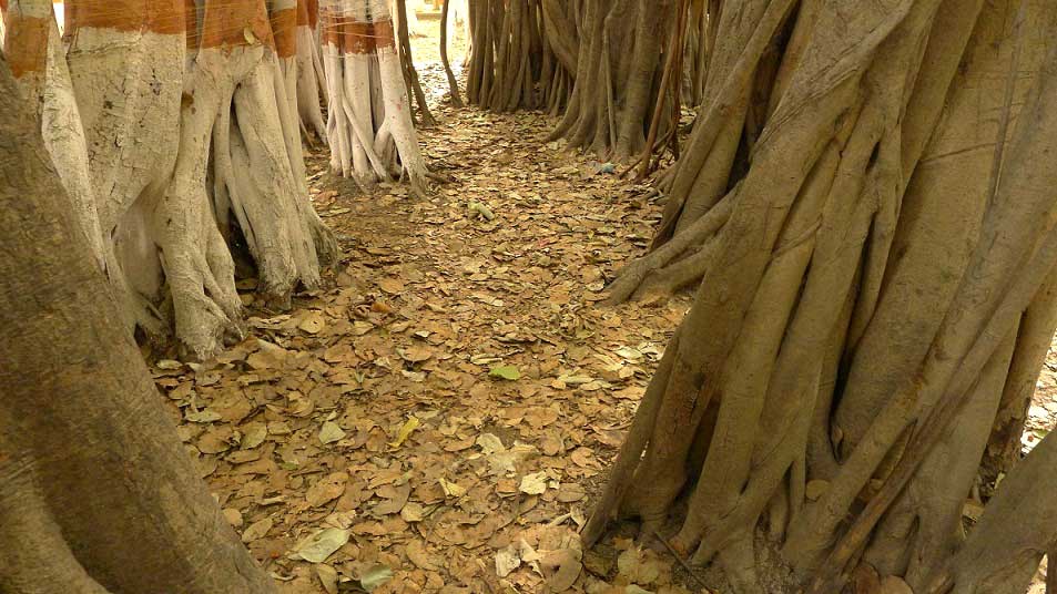 Manjhi Akshayavat, an immortal Banyan tree - The Green Ogre