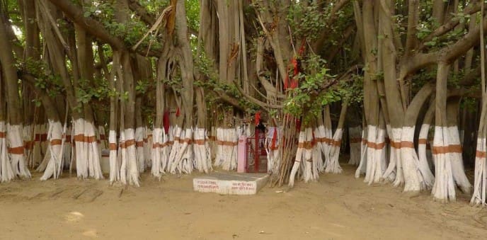 Manjhi Akshayavat, an immortal Banyan tree - The Green Ogre