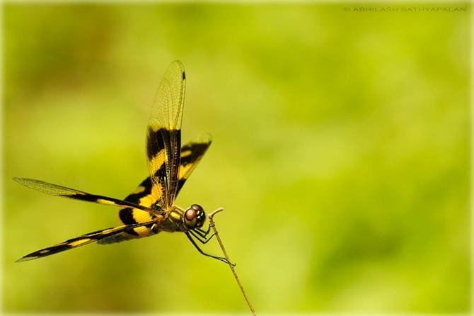 Onathumbi: Onam with the Picture Wing Dragonfly!