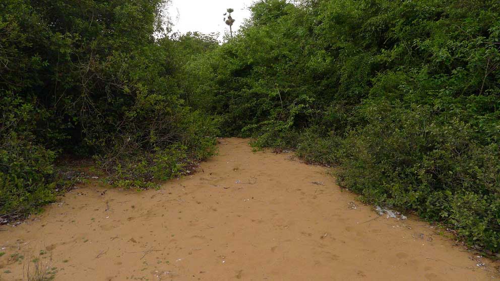 Encounter - The Sacred Grove at Oorani