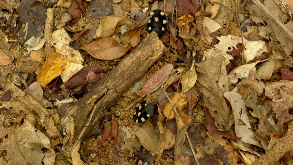 Encounter - The Sacred Grove at Oorani