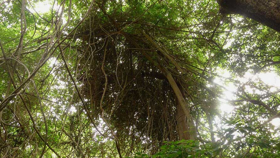 Encounter - The Sacred Grove at Oorani