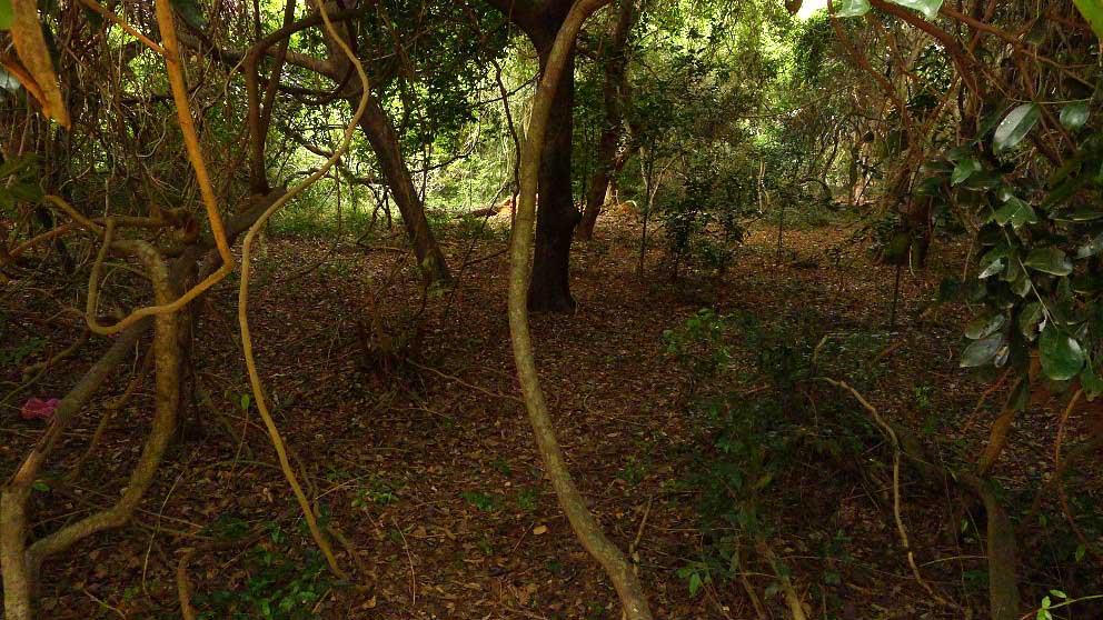 Encounter - The Sacred Grove at Oorani
