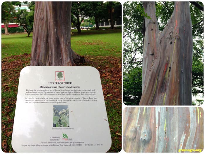 In Rainbows - The Mindanao Gum Tree [The Green Ogre]