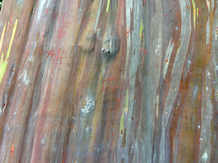 In Rainbows - The Mindanao Gum Tree [The Green Ogre]