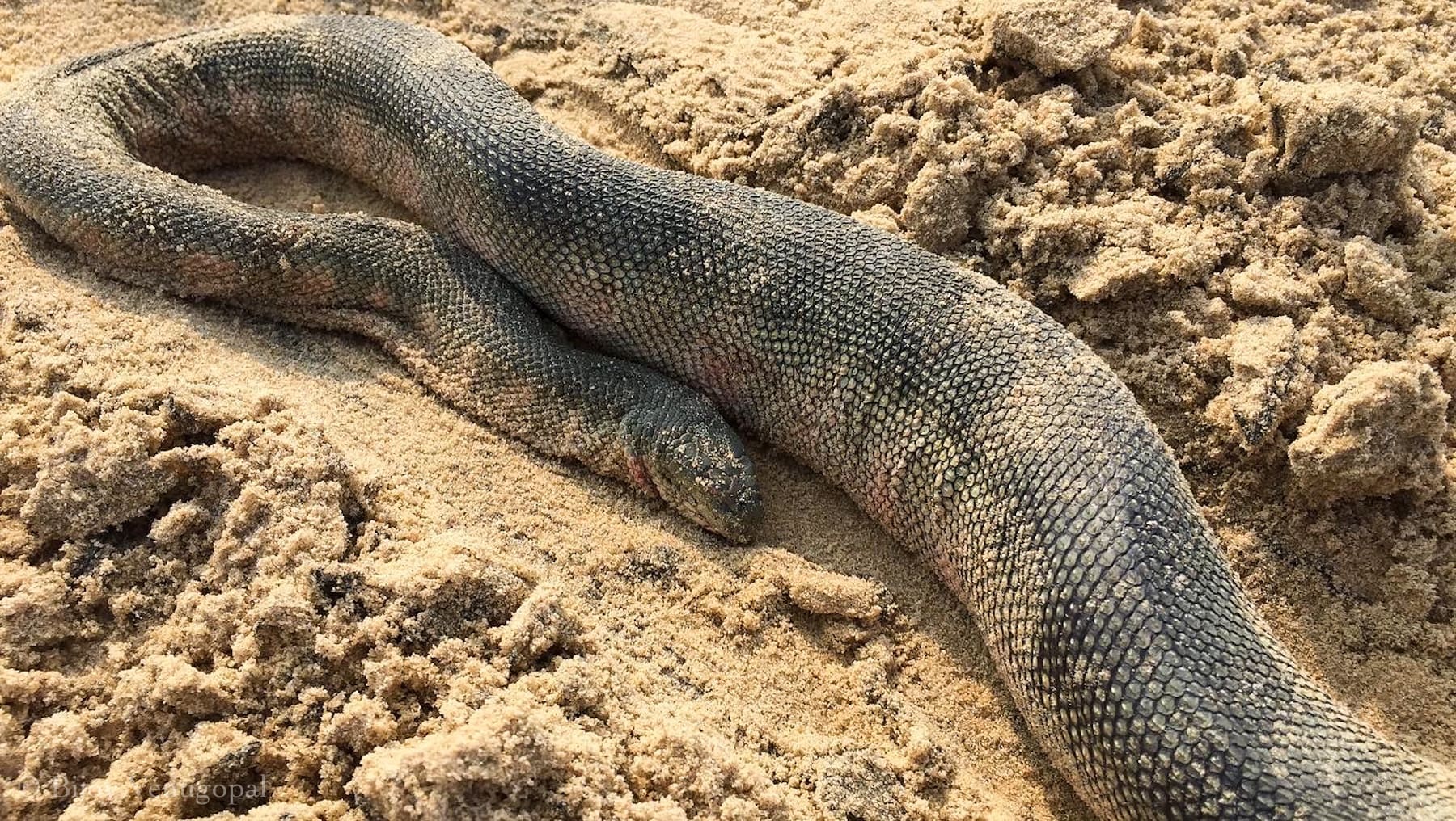 In Goa, a Hook-nosed Sea Snake between the devil and the deep sea