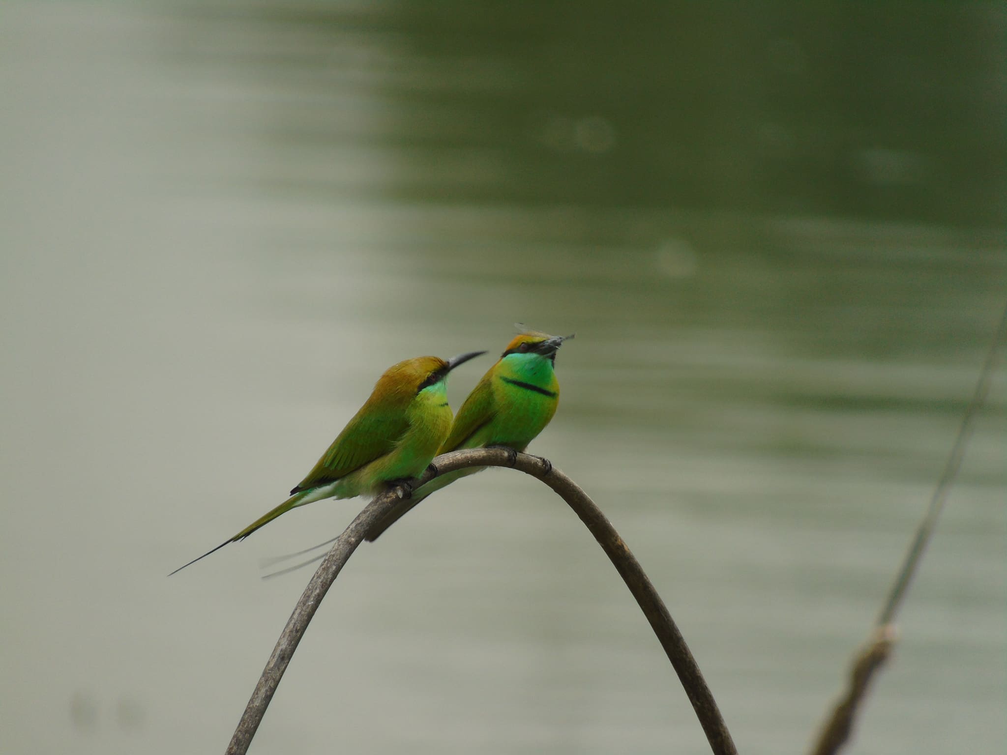 Doddanekundi Lake - A birder’s journal | The Green Ogre