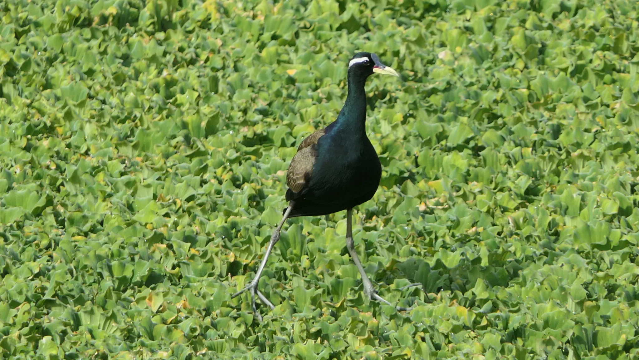 Make Bengaluru's Saul Kere bird-friendly again | The Green Ogre