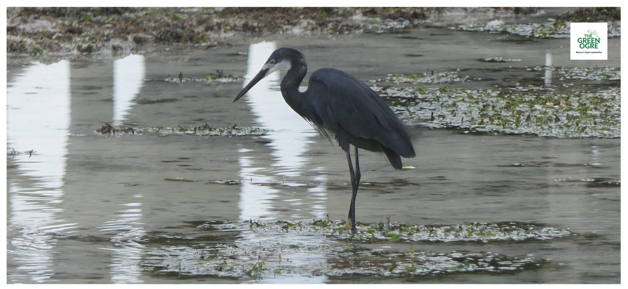 Dimorphic Egret - Meet this East African mystery bird | The Green Ogre